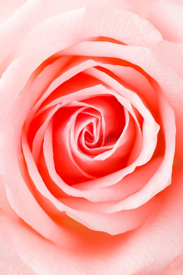 Pink Rose texture stock photo. Image of design, center - 37011864