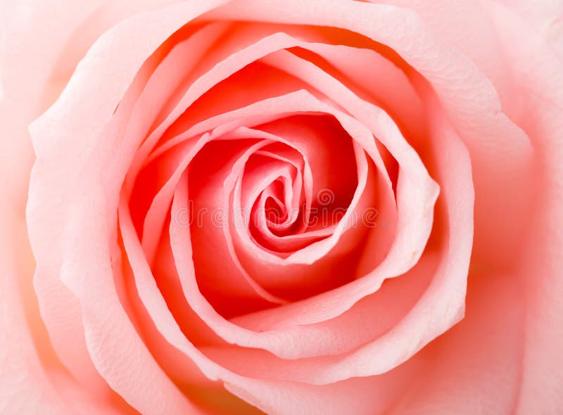 Pink Rose texture stock photo. Image of design, center - 37011864