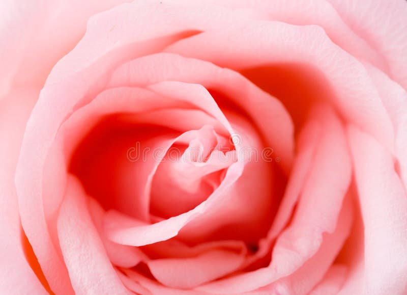 Pink Rose texture stock photo. Image of background, color - 37218458