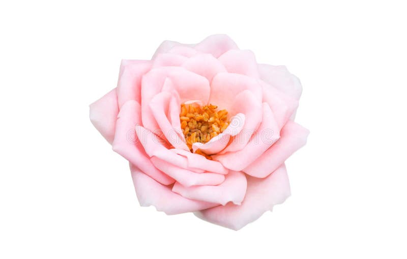 Pink Rose Top View Isolated Stock Image - Image of blossom, summer ...