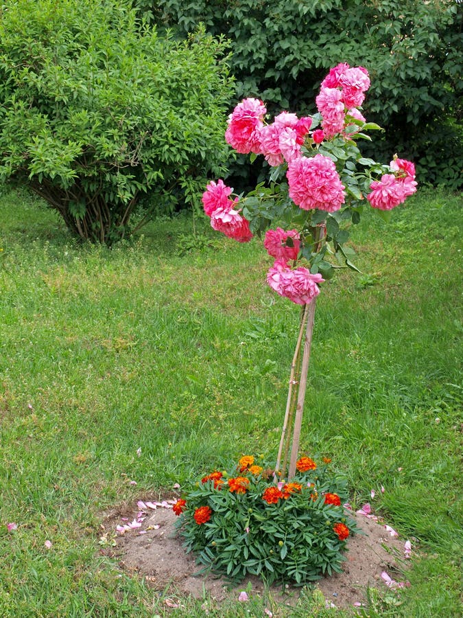Pink rose tree stock photo. Image of blossom, shrub - 157010376