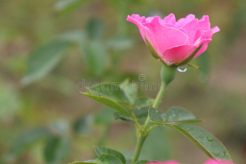 Pink rose on tree in farm stock photo. Image of decoration - 263979512