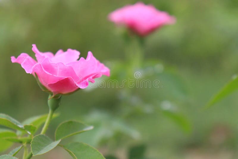 Pink rose on tree in farm stock image. Image of celebration - 263980205