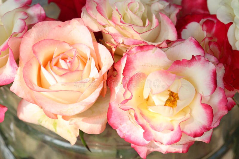 Pink rose on tree in farm stock photo. Image of gift - 263982152