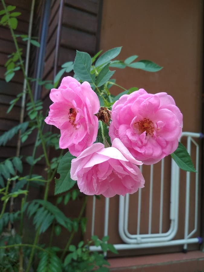 Pink Rose triple flowers stock photo. Image of shrub - 235394270