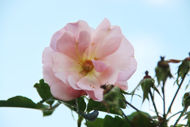 Pink Rose Type Checkmate in the Rosarium in Boskoop Stock Photo - Image ...