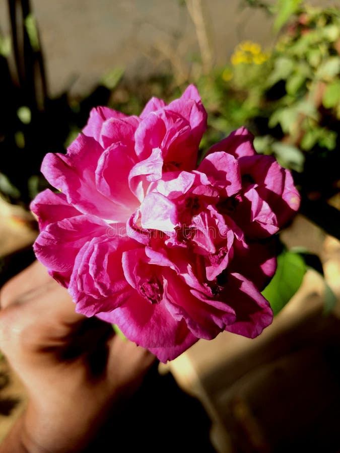 This is a Pink Rose Under the Sun Stock Image - Image of rose, nature ...