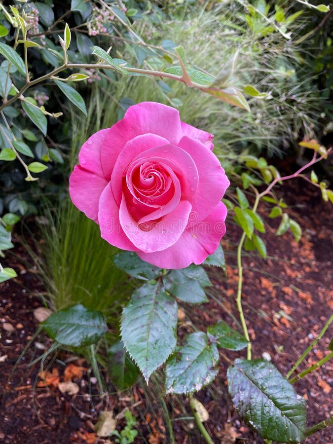 Pink Petal Rose Flower Unfurl Stock Photo - Image of roses, point ...