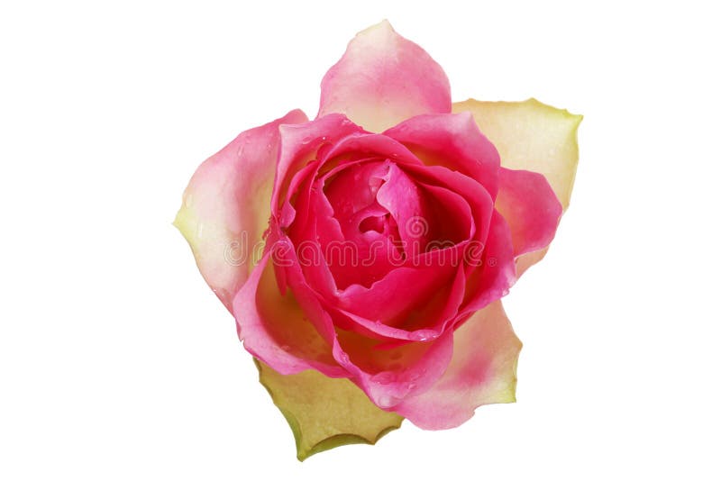Pink rose, up front view. stock photo. Image of innocence - 35440676