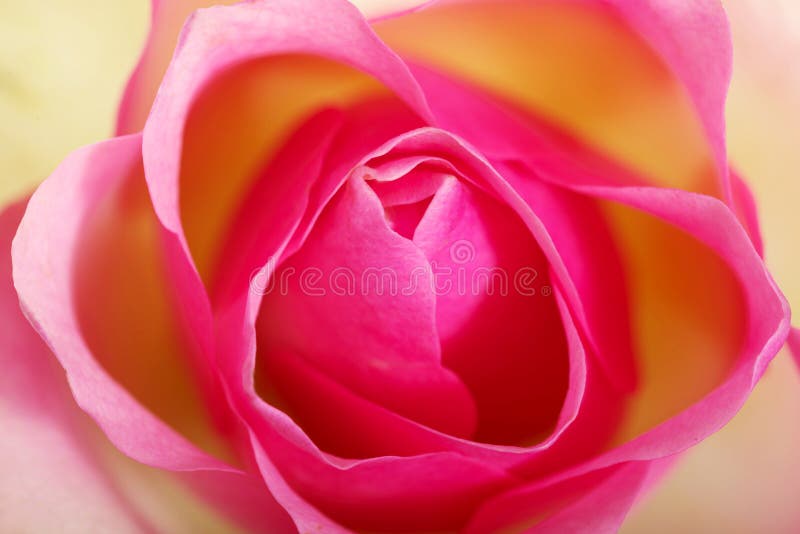 Green rose macro stock image. Image of closeup, beautiful - 2242565