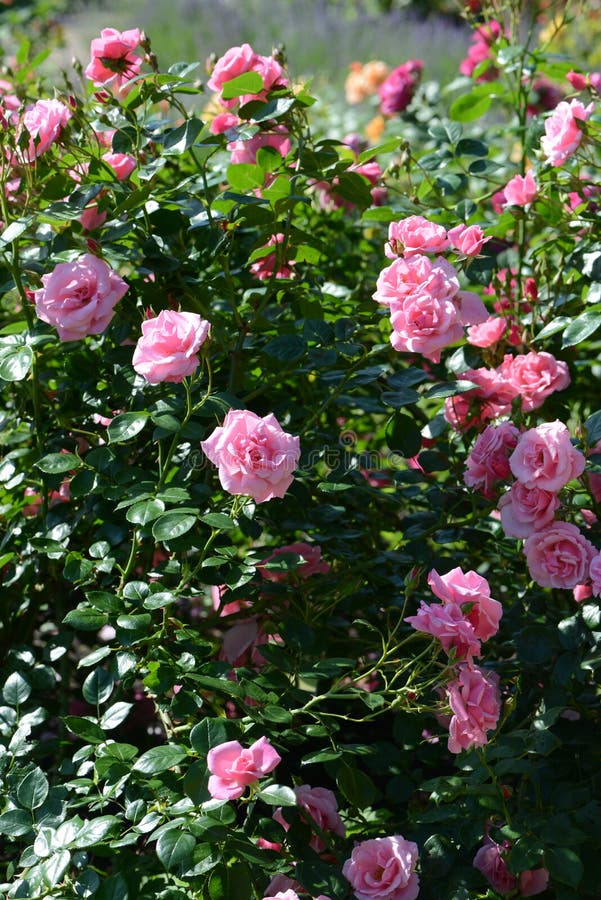 Pink Rose Variety Marie Pavic Flowering in a Garden Stock Image - Image ...