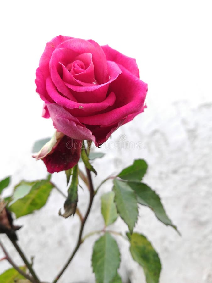 Pink rose stock image. Image of colors, vibrant, rose - 110162495