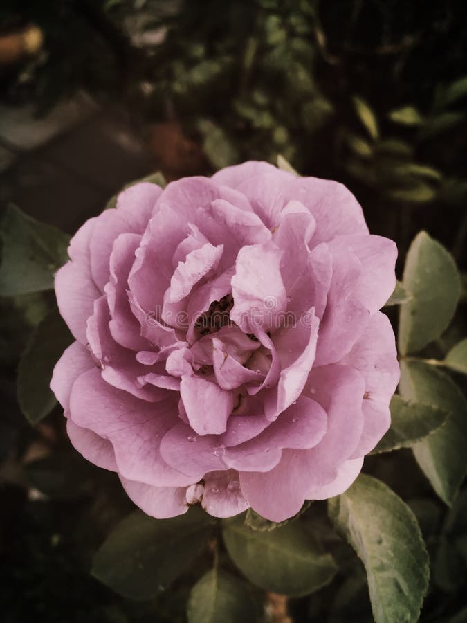 Pink rose vintage style stock image. Image of beautiful - 67389867