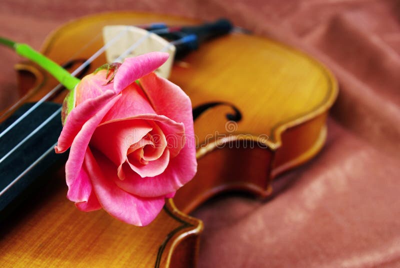 Pink Rose and Violin Close-up Stock Photo - Image of design, music ...