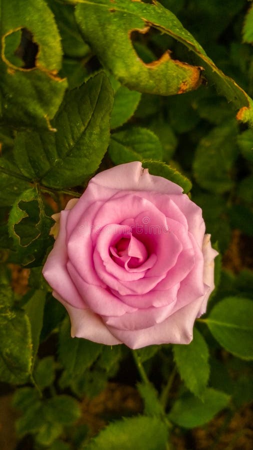 Pink Rose Warm Mood stock photo. Image of mood, pink - 222161466