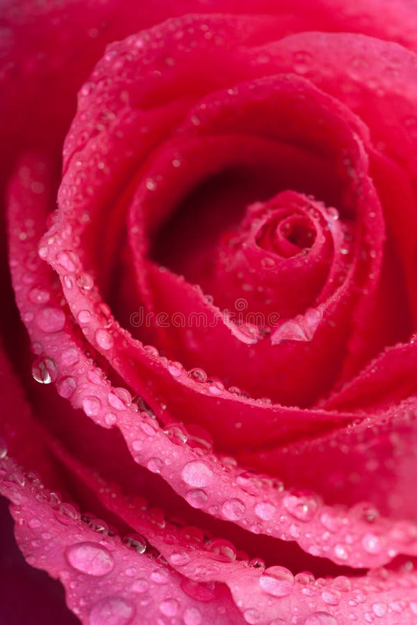 Pink Rose with Water Droplets Stock Image - Image of clean, liquid ...