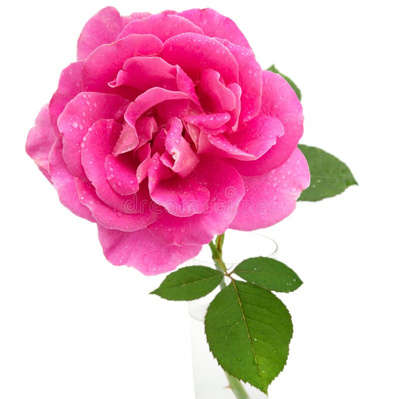 Roses Flowers Pink Rose Flower Stock Image - Image of orange, garden ...