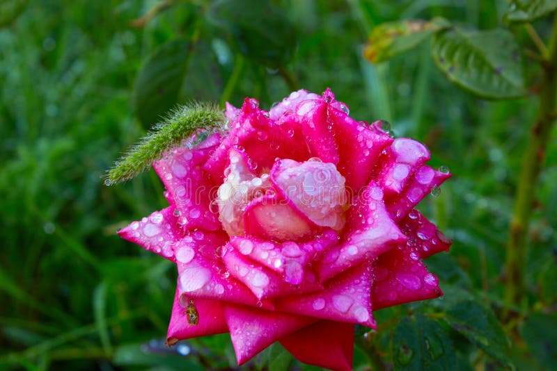 Pink Rose with Water Droplets Stock Photo - Image of outdoors, drop ...