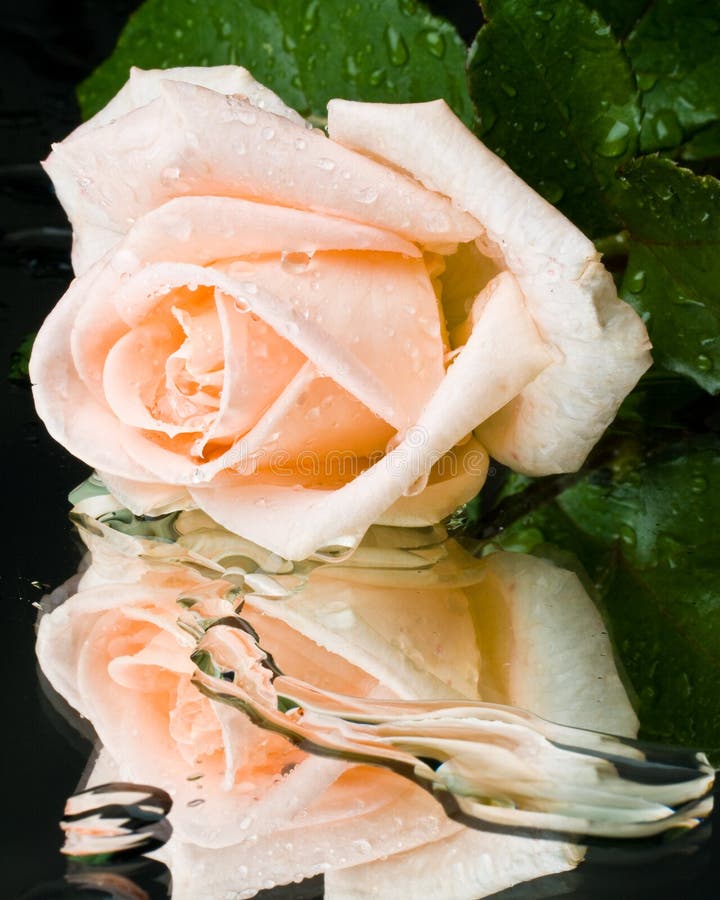 Pink rose with water drops stock image. Image of botanical - 6130085
