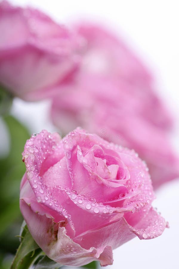 Pink rose with water drops stock photo. Image of creative - 40171646