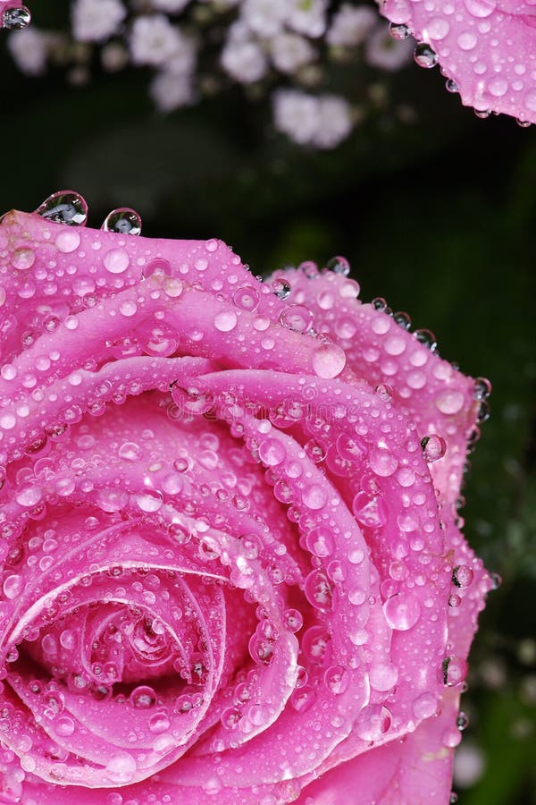 Pink rose with water drops stock photo. Image of petal - 40171728