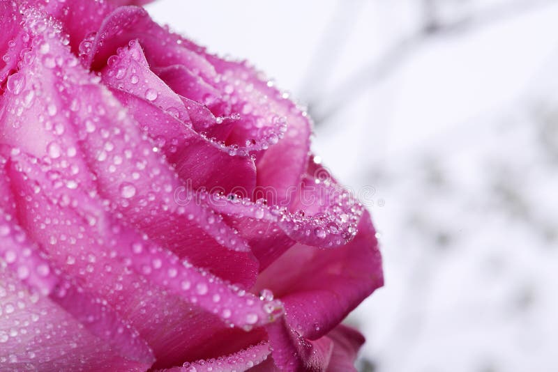 Pink rose with water drops stock photo. Image of fresh - 40171734