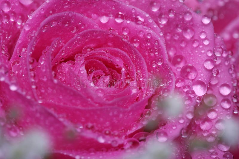 Pink rose with water drops stock photo. Image of bloom - 40171754