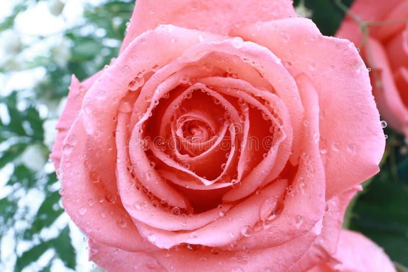 Pink Rose with Water Drops, Close Up Stock Image - Image of flora ...