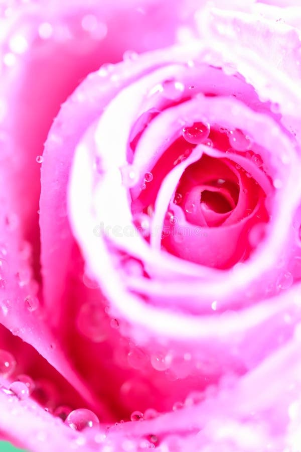 Pink Rose with Water Drops stock photo. Image of cute - 86268586