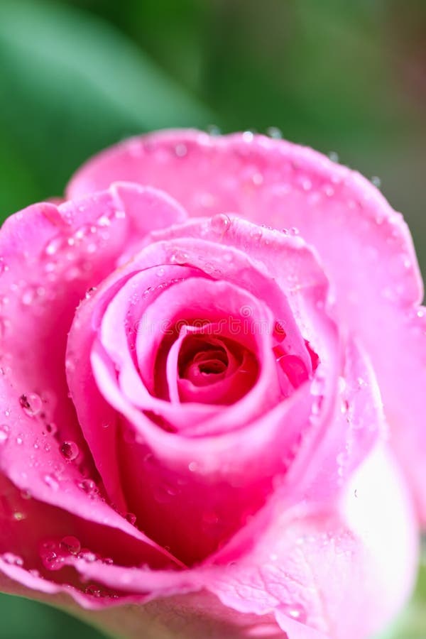 Pink Rose with Water Drops stock photo. Image of macro - 86268602