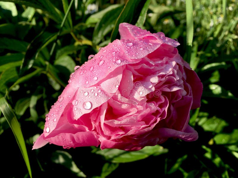 Pink Rose with Water Drops Closeup Stock Photo - Image of garden ...