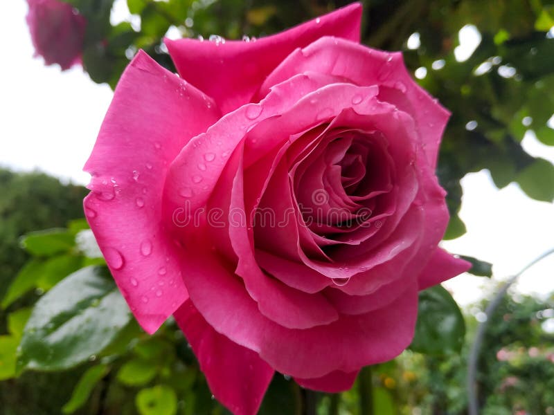 Pink Rose with Water Drops in the Garden Stock Image - Image of drop ...