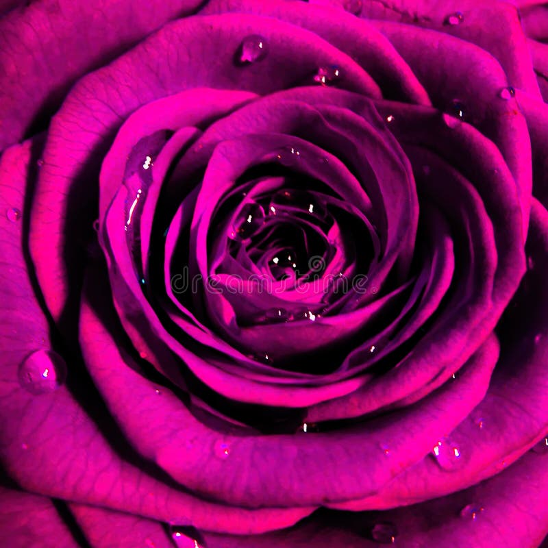 Pink Rose with Water Drops in Magnification Stock Image - Image of ...