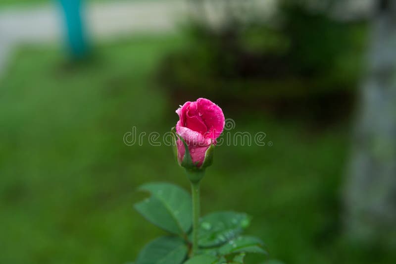Pink Rose with Water Drops on the Petals in the Garden Stock Image ...