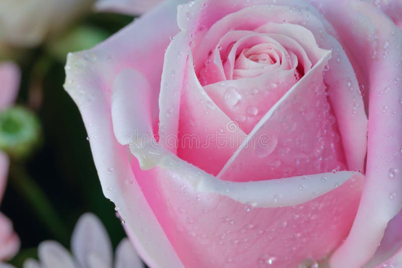 Pink rose with water drops stock image. Image of background - 49587083