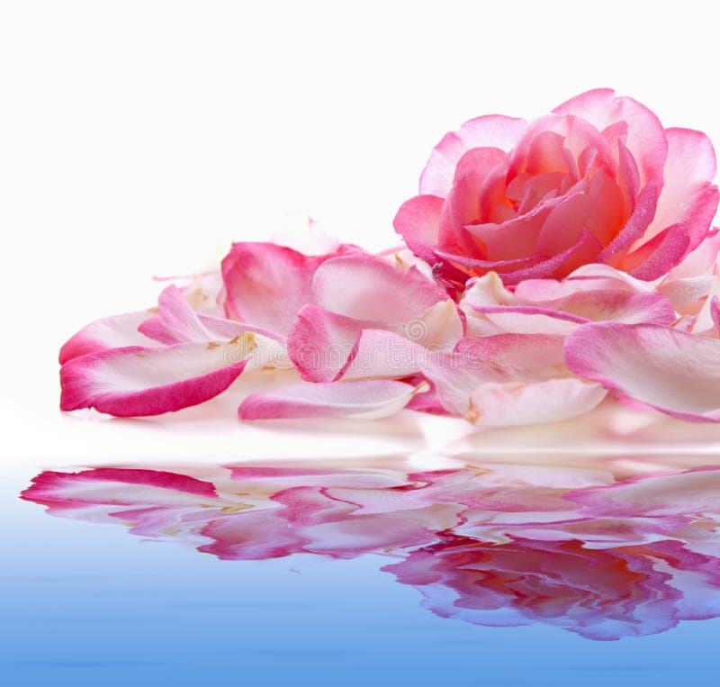Pink rose and water . stock photo. Image of beautiful - 49590784