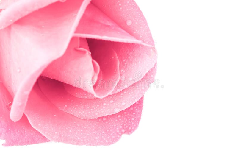 Pink Rose on White Background. Stock Image - Image of pattern, graphic ...