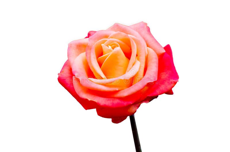 Pink Rose White Background, Isolate Stock Image - Image of leaf, garden ...