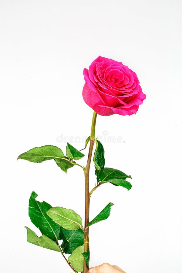Pink Rose on White Background Stock Photo - Image of beauty, background ...