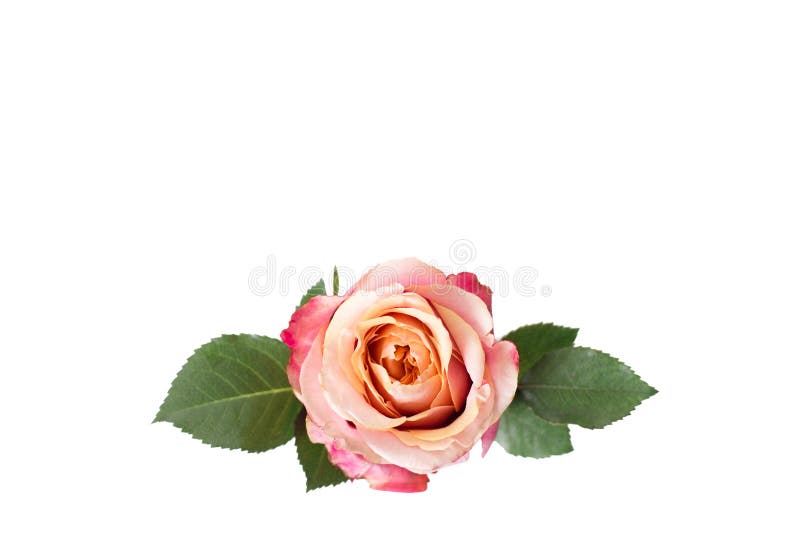 Pink Rose on White Background Stock Photo - Image of happy, natural ...