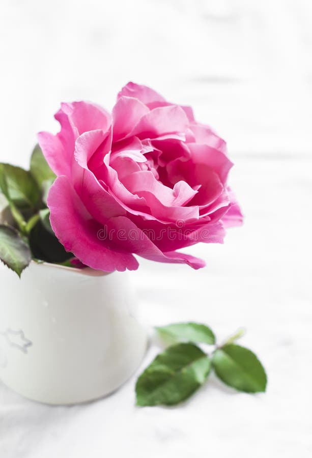 Pink Rose in a White Ceramic Vase Stock Photo - Image of glass, people ...