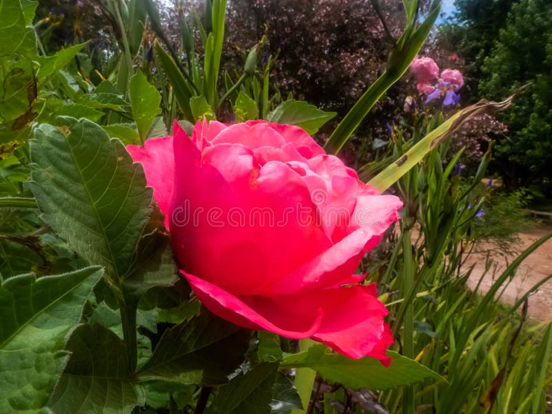 Pink Rose Wide Open in a Garden Stock Photo - Image of botanical, petal ...