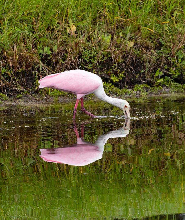 Pink Roseate Spoonbill Spooning Stock Photo - Image of shorebird, plant ...