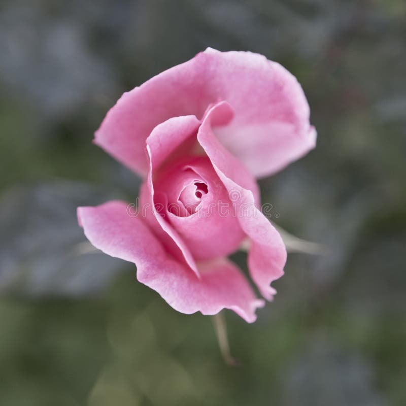 Pink rosebud stock photo. Image of card, bunch, color - 39033094