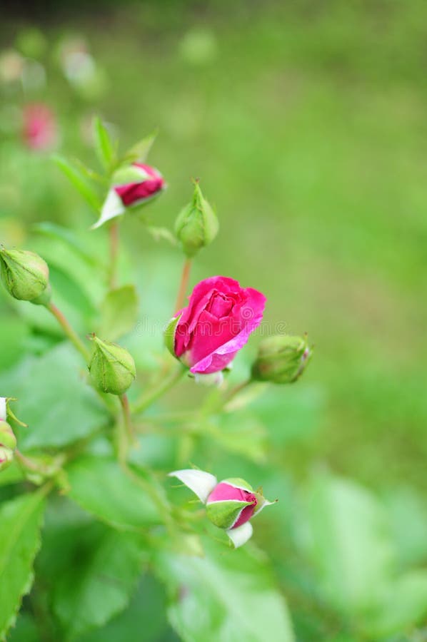 Pink Rosebud stock image. Image of gardner, garden, rosr - 95267045