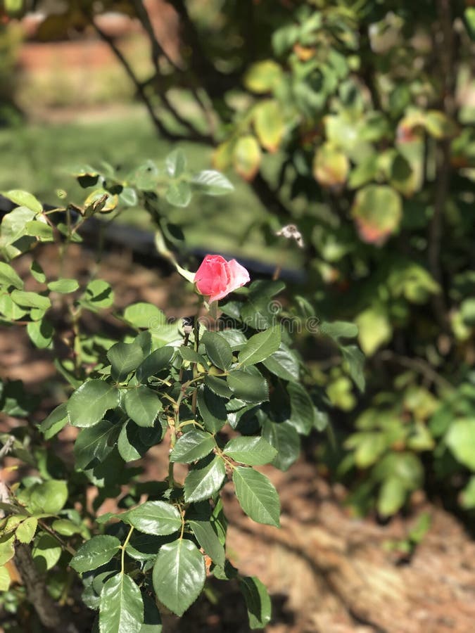 Pink rosebud stock photo. Image of rosebud, branch, leaf - 96061522