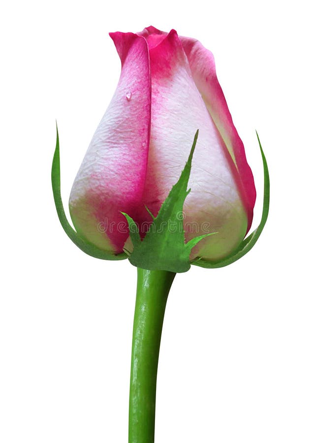 Pink Rosebud stock photo. Image of color, married, background - 52138456