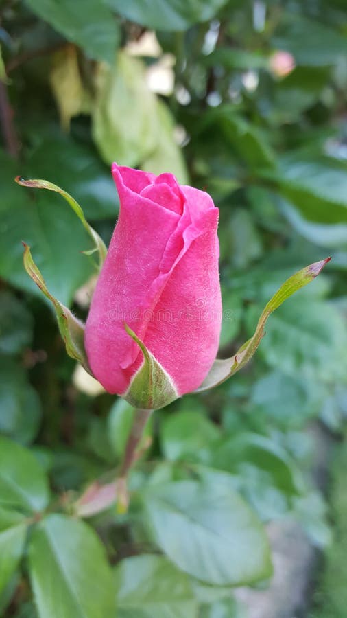 Pink rosebud stock image. Image of pink, rosebud, summer - 118711817