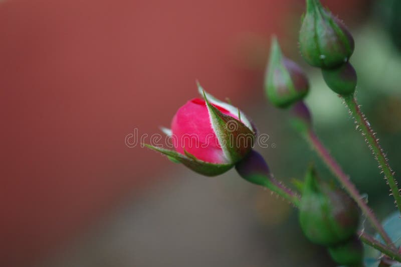 Pink rosebuds rose stock image. Image of pink, rosebud - 64529817