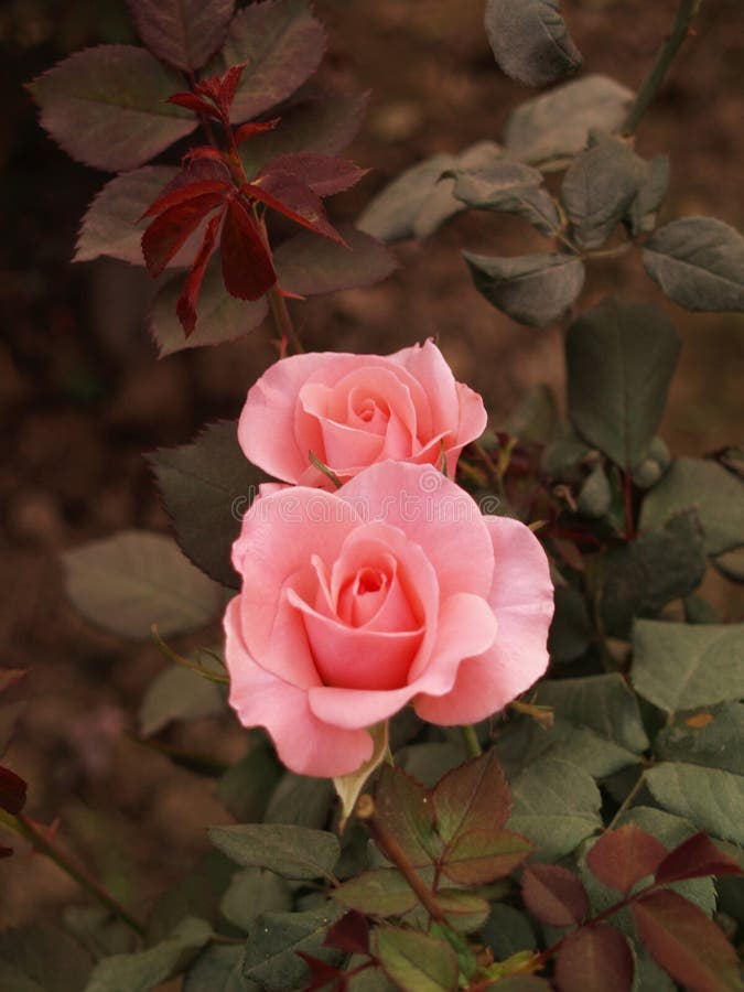 Pink Roses 01 stock image. Image of hobby, green, nature - 536537